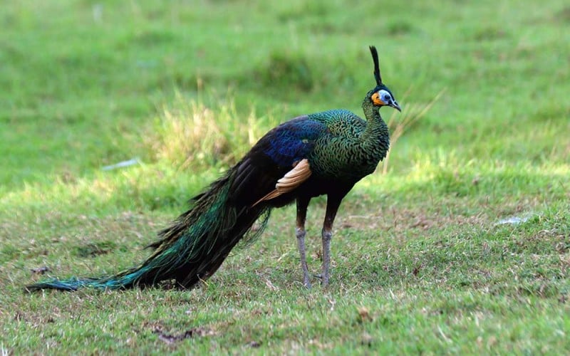 MultiPage Application